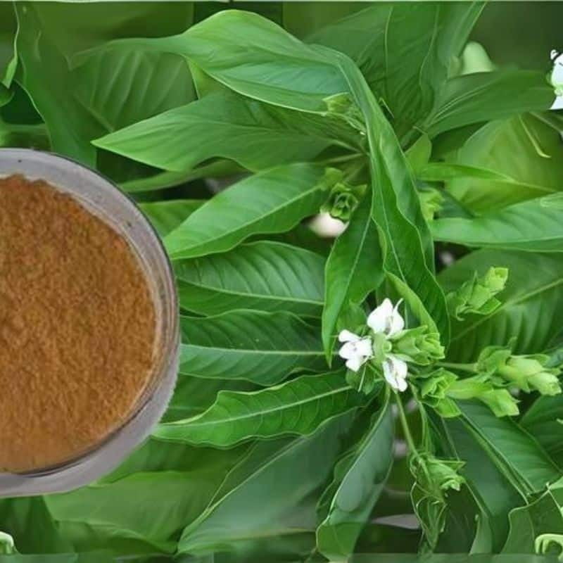 Podhigai Aadathodai Ilai Podi/ Malabar Nut Powder