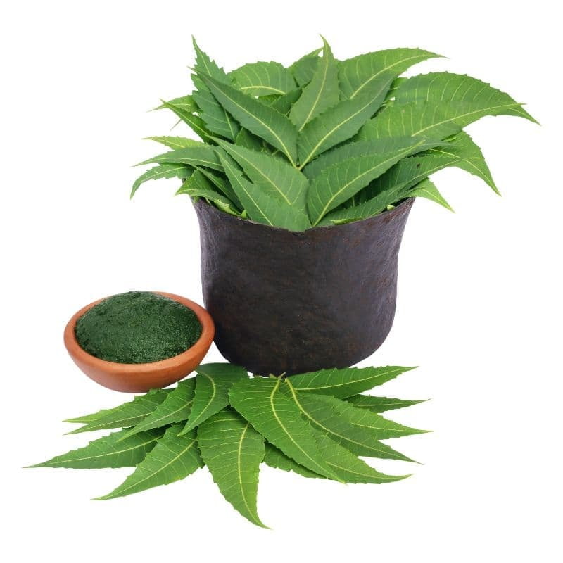 The Healing Power of Veppilai (Neem) Powder: A Natural Cure: